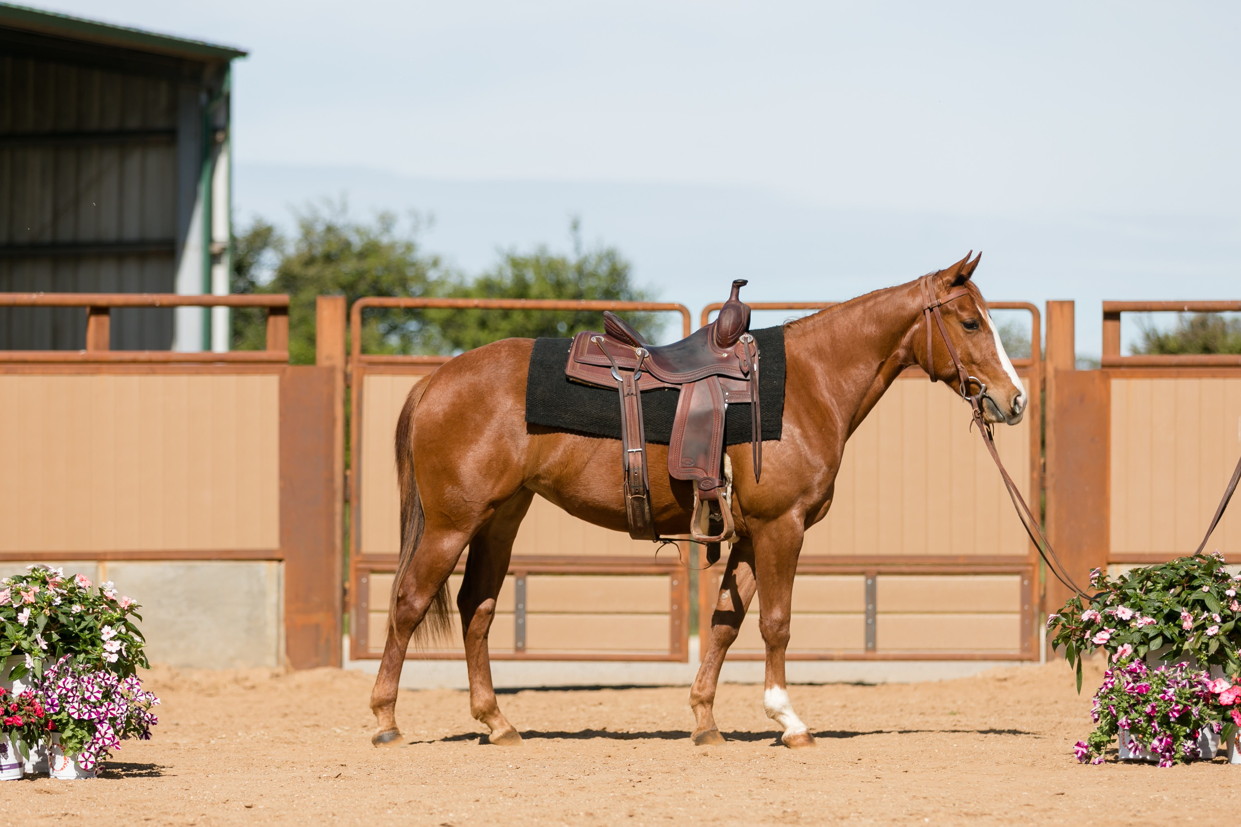 2019 Sold Horses - Performance Horse Sales - Cal Poly, San Luis Obispo